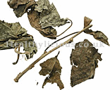 SANG YE - Mulberry Leaf - Folium Mori Herb | Healthylicious Herbs ...