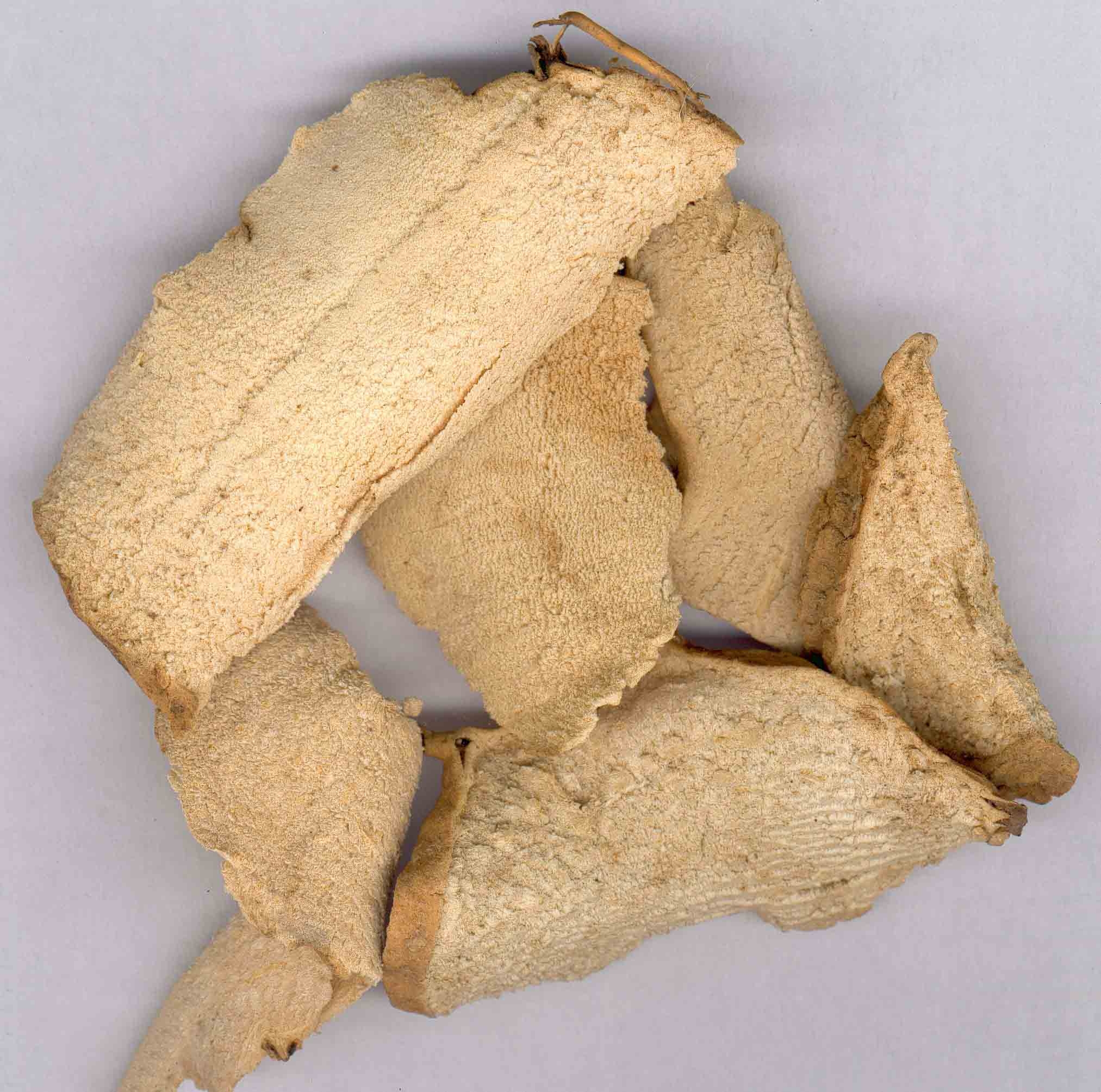 BI XIE - Hypoglauca Yam - Seven lobed Yam - Tokoro - Long Yam Root ...