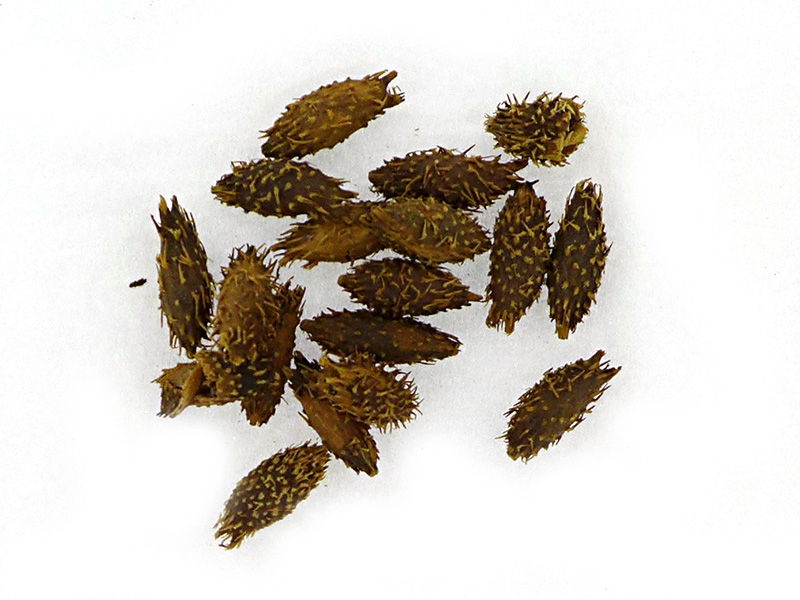 CANG ER ZI - Xanthium Fruit - Cocklebur Fruit - Burweed - Fructus ...